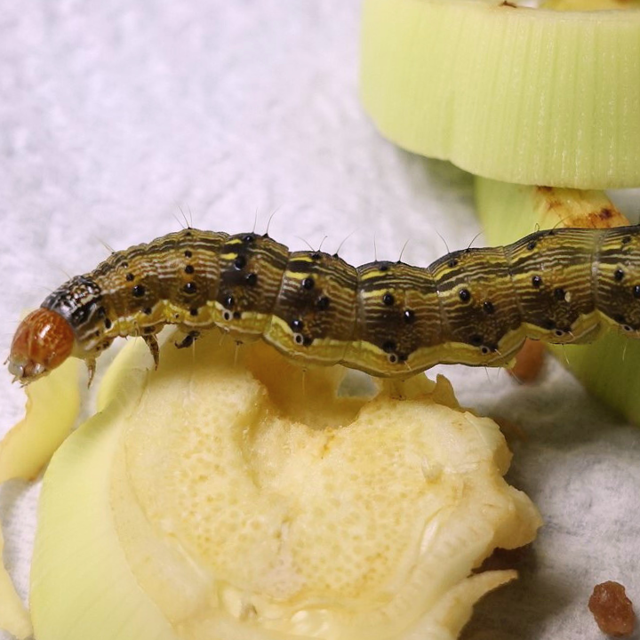 Corn Earworm | FMC Philippines